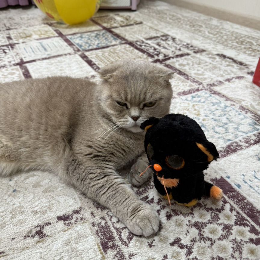 Шотландский котик вязка