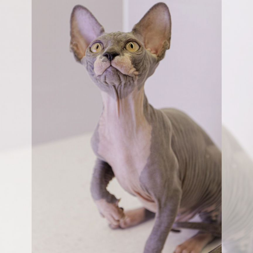 Канадский сфинкс котенок девочка голубая биколор
