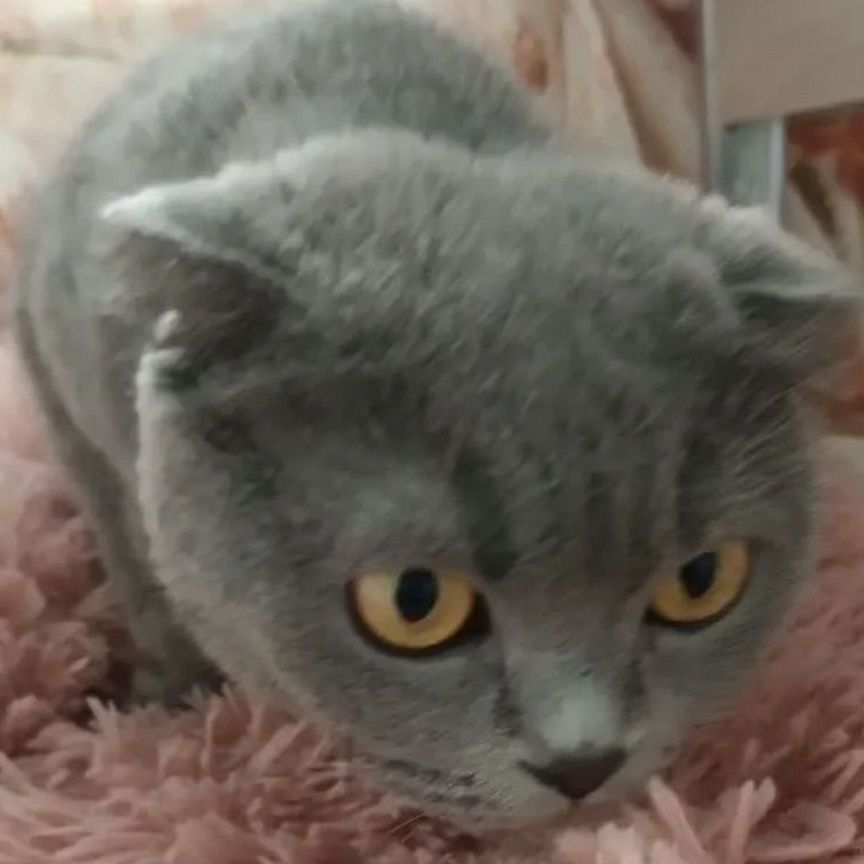 Взрослая, кошка в добрые руки