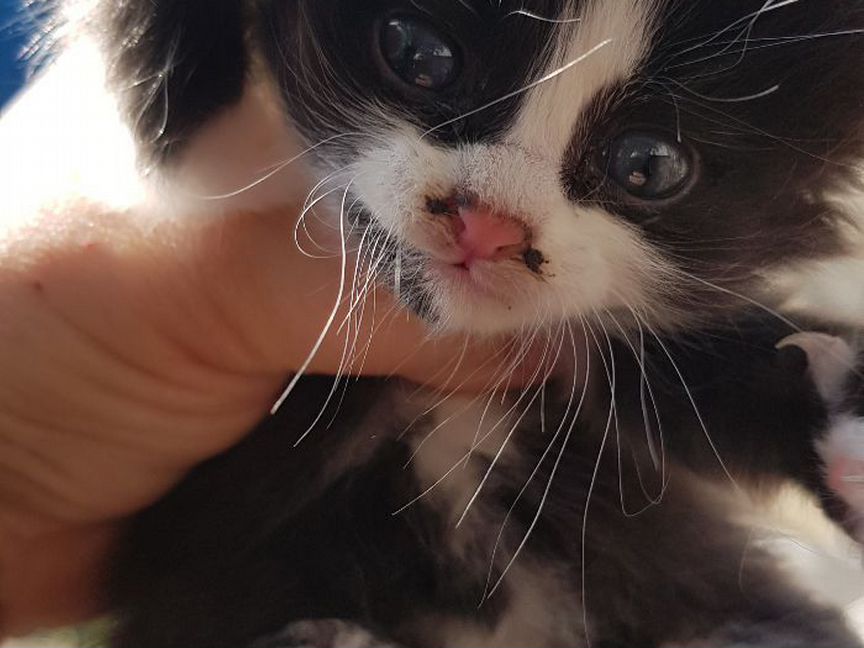 Котята ищут дом
