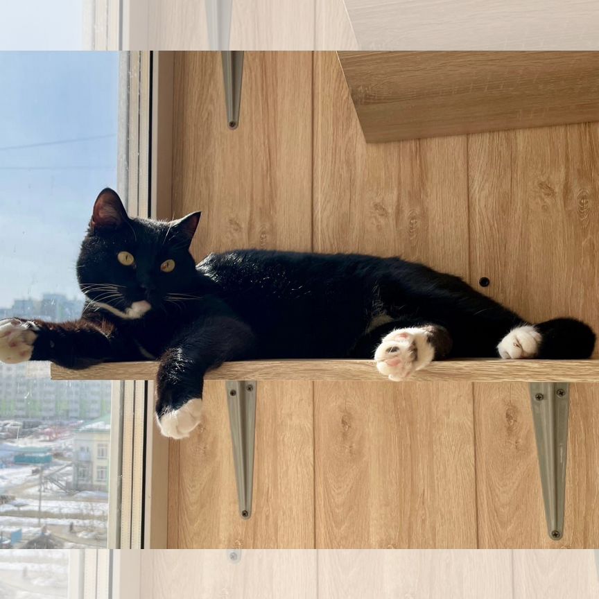 Взрослый кот в добрые руки