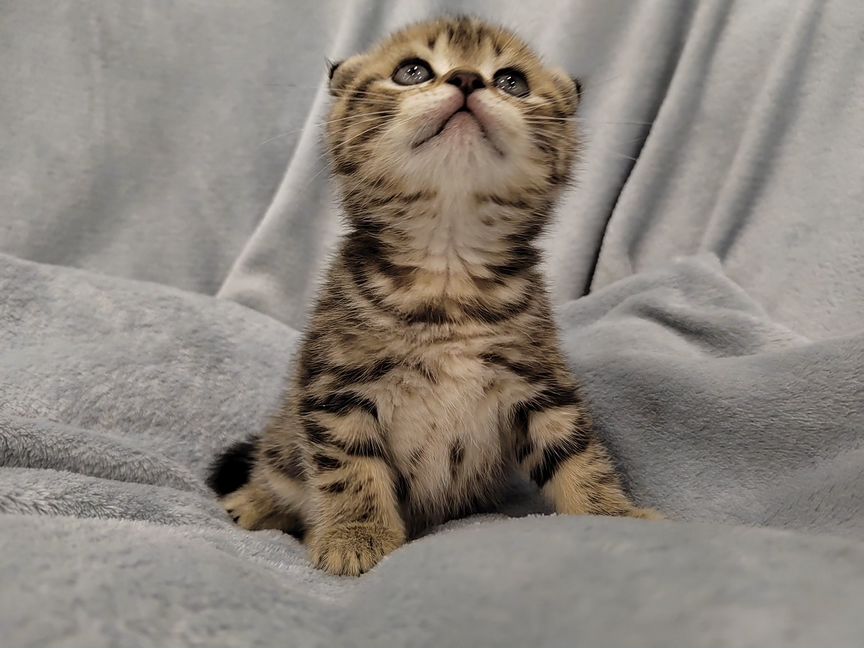 Шотландские котята мрамор на золоте