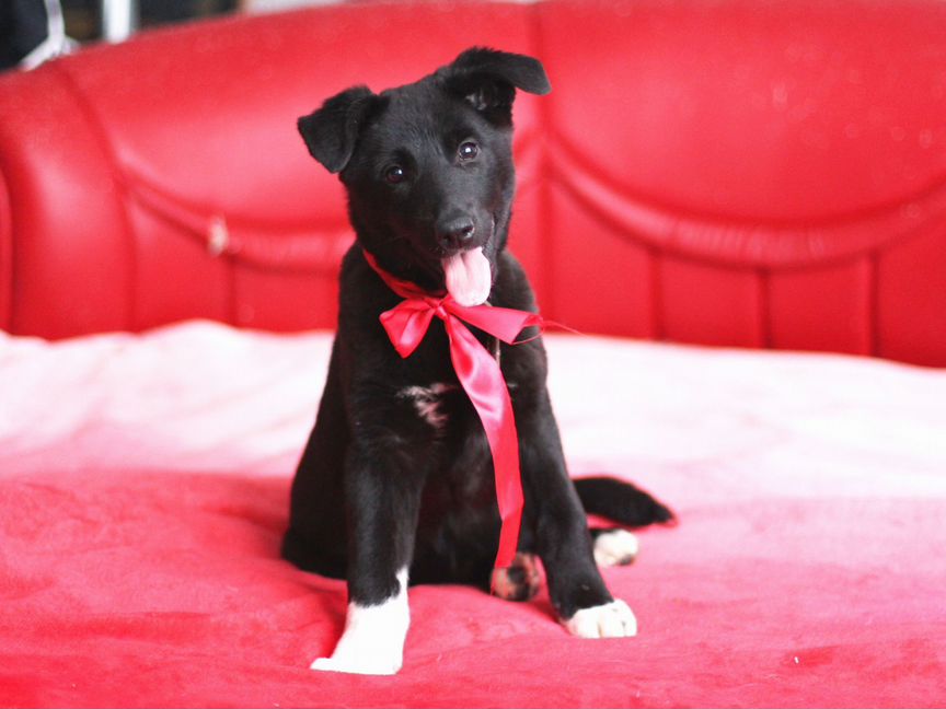 Щенуля Нюша-а-ля лабрадорчик, в дар