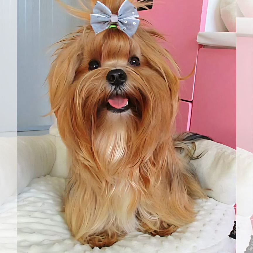 Йоркширский терьер, щенок