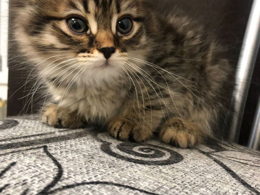 Котята ищут любимых хозяев