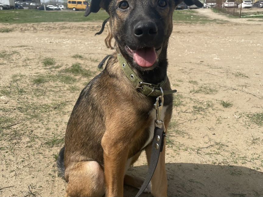 Щенок в добрые руки бесплатно