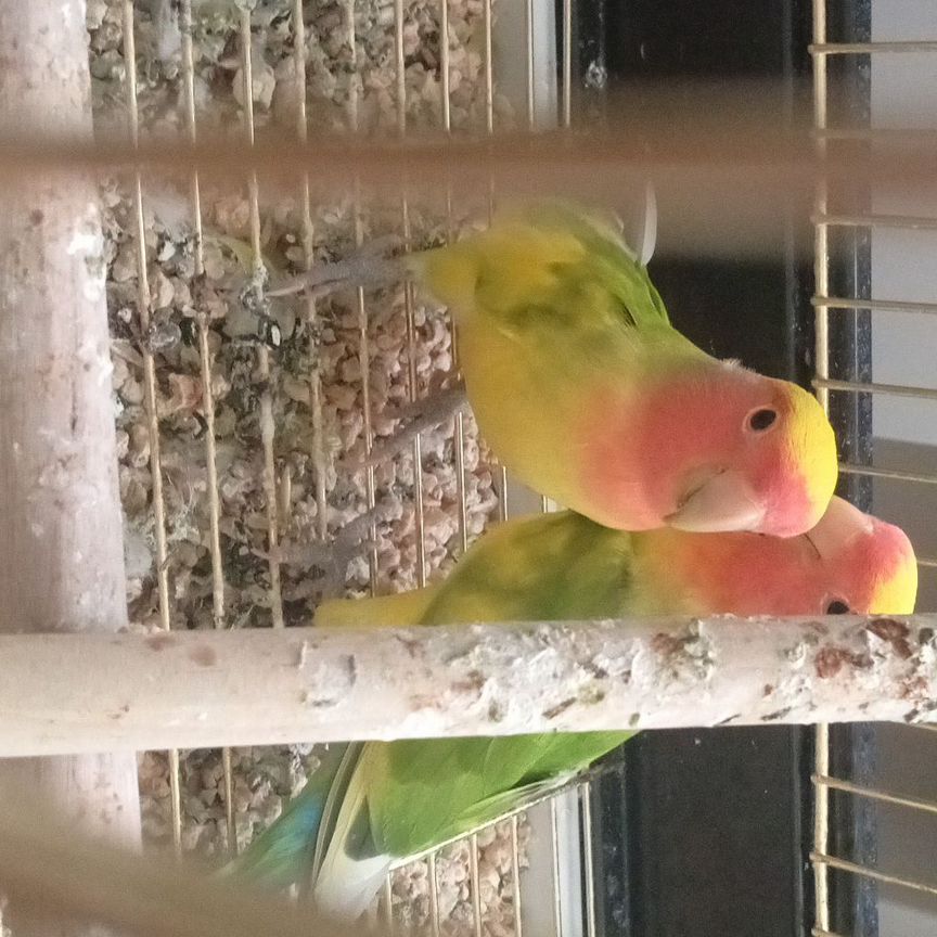 Птицы