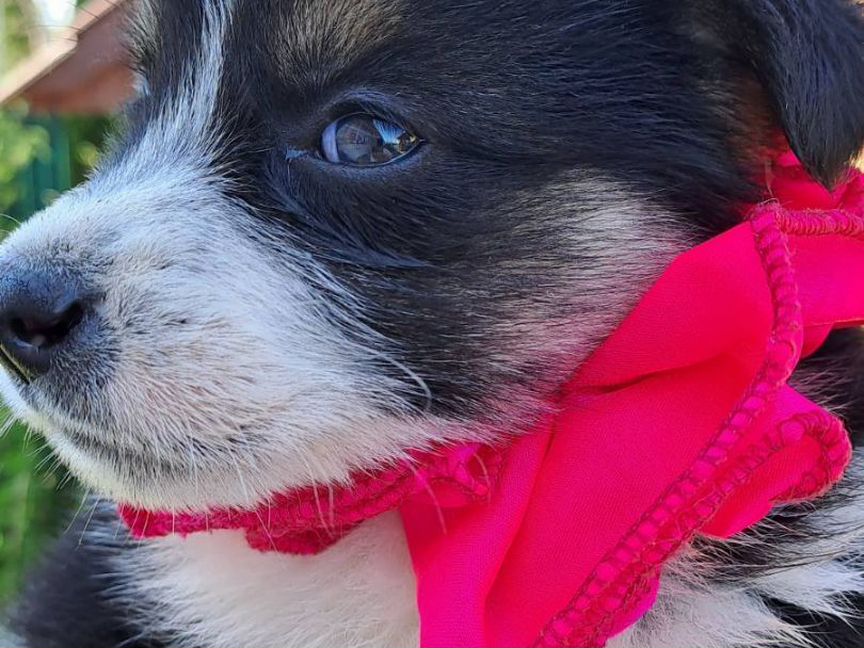 Щенки сиротки ищу дом