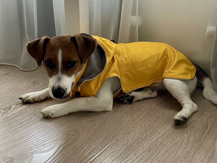 Дождевик для собаки Rukka