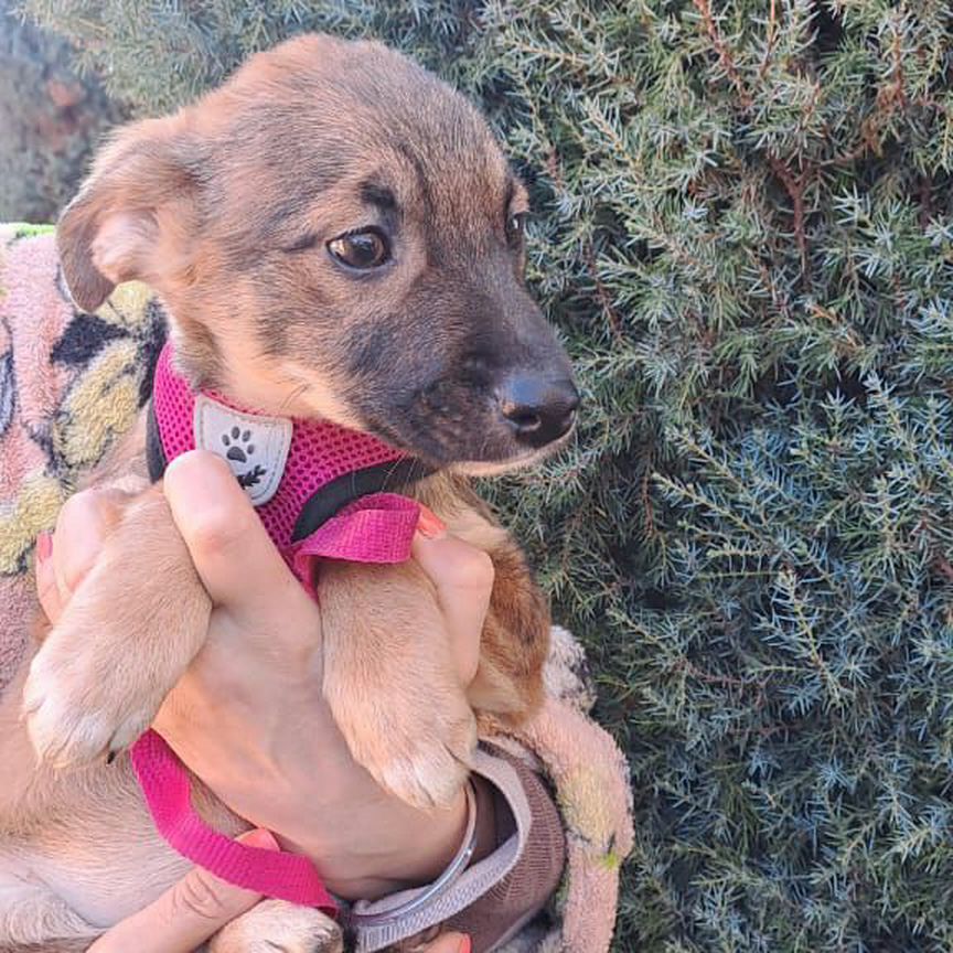 Малышка Фая ждет родителей и семью