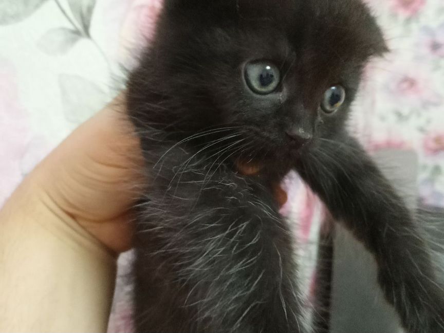 Черный вислоухий котенок