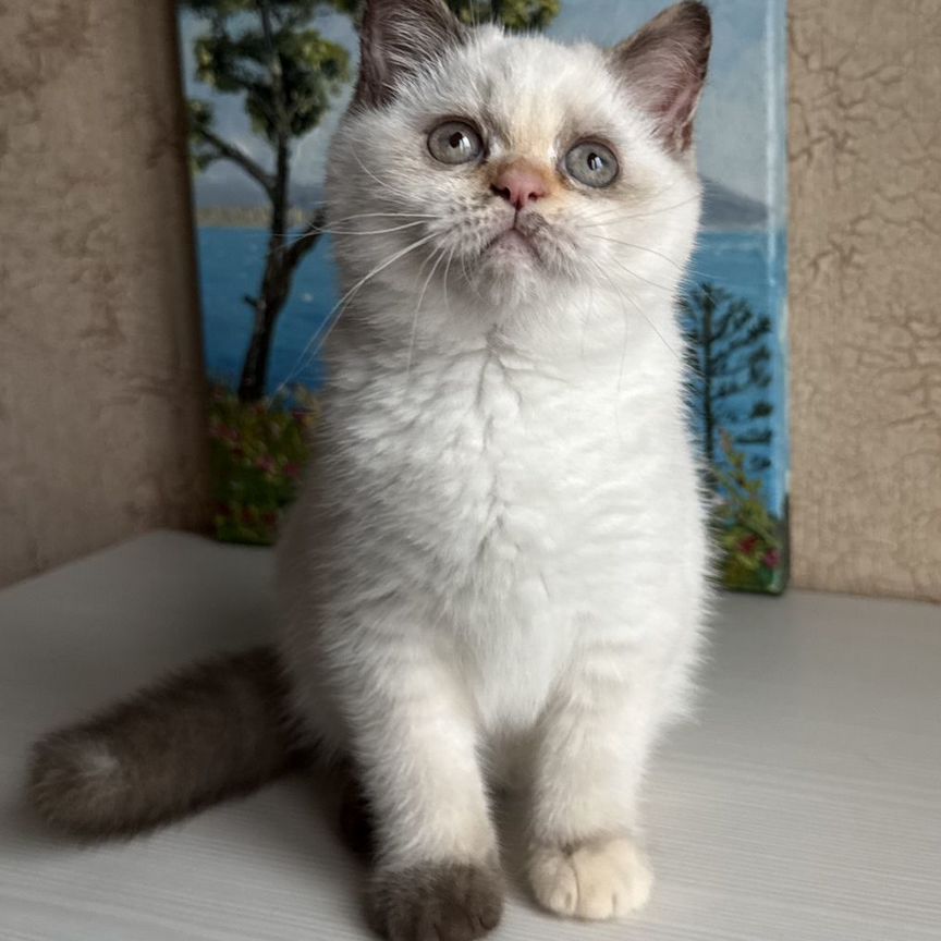 Британский короткошёрстный котёнок