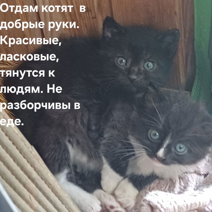 Отдам в добрые руки котят