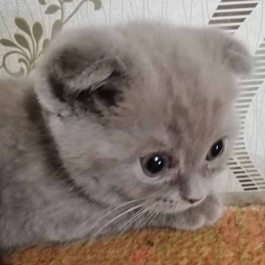 Шотландский вислоухий короткошёрстный котёнок