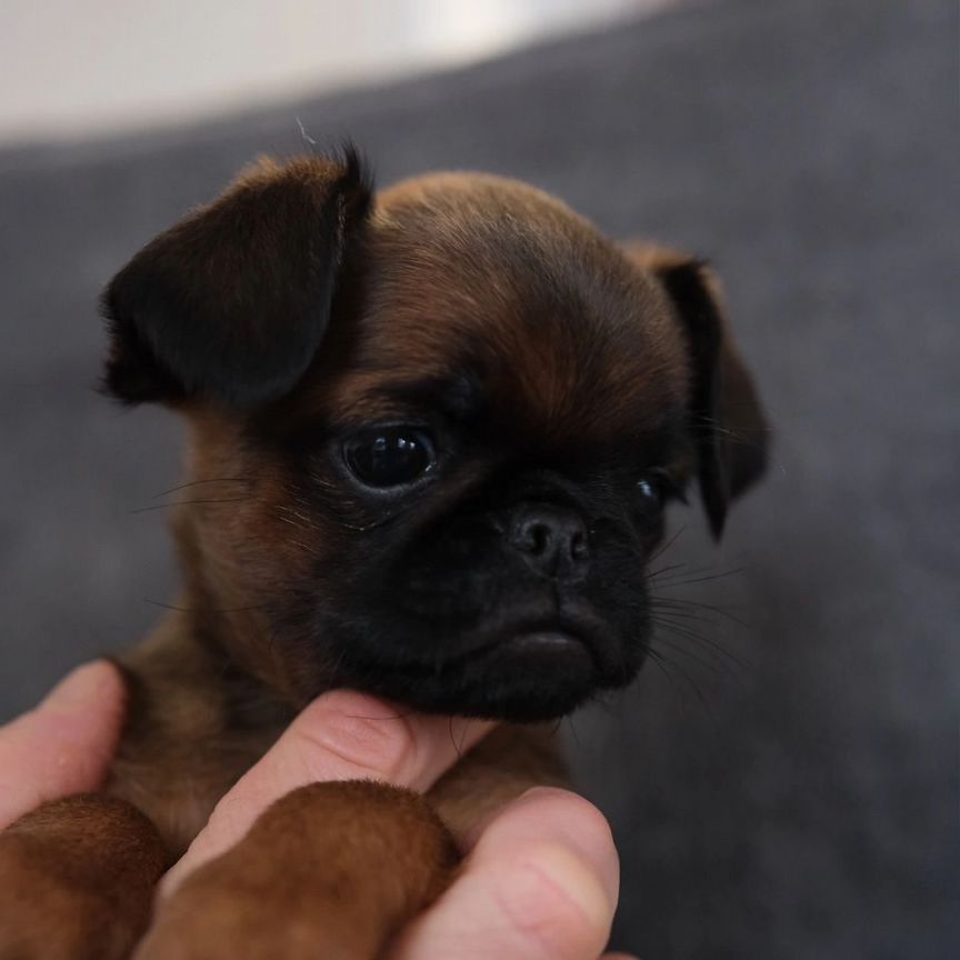 Кобель пти-брабансон