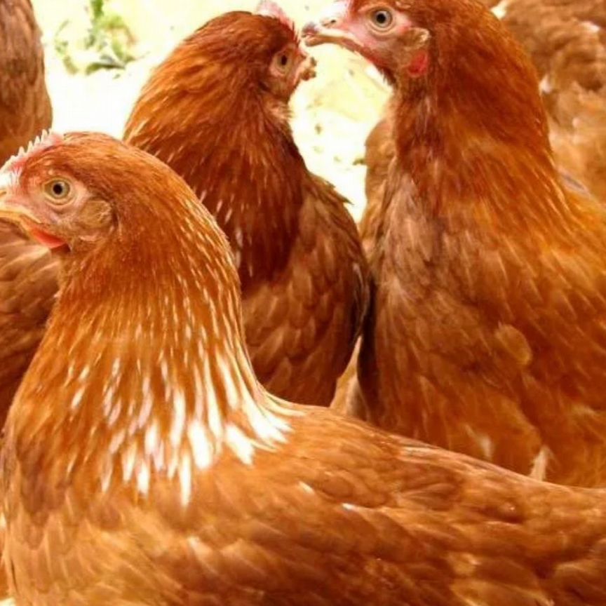 Куры молодки Браун