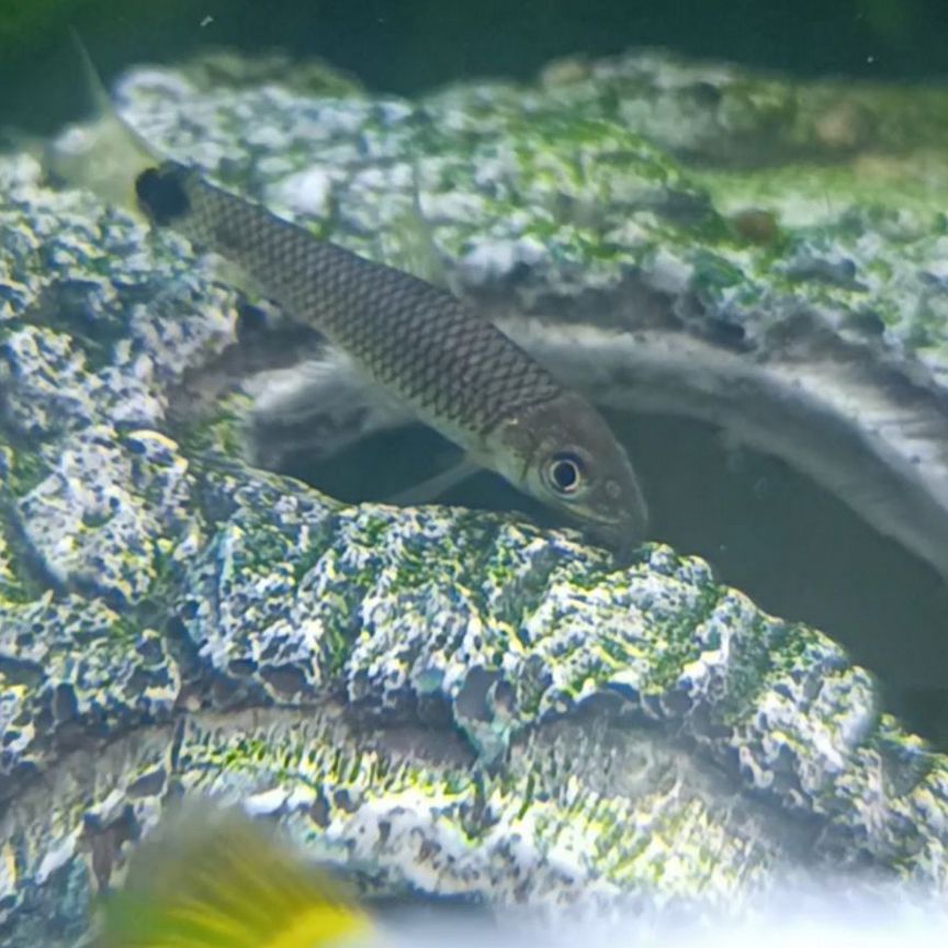 Сиамский водорослеед