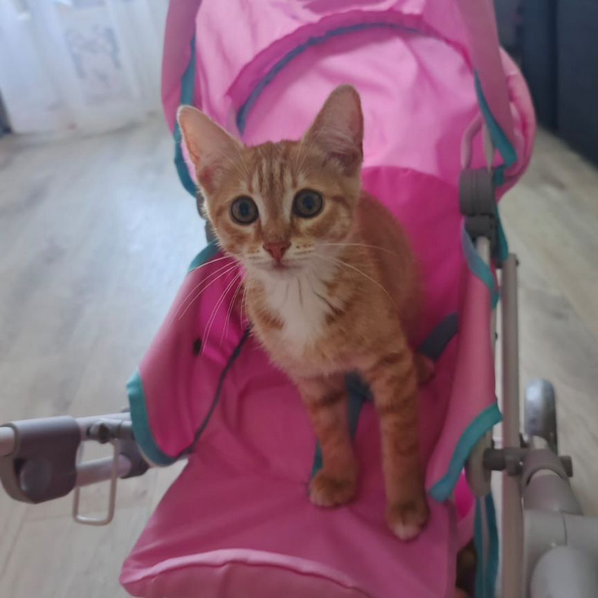 Котенок