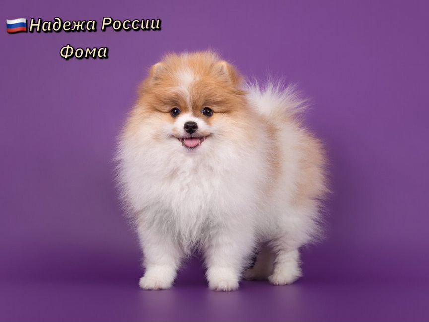 Померанский шпиц мальчик