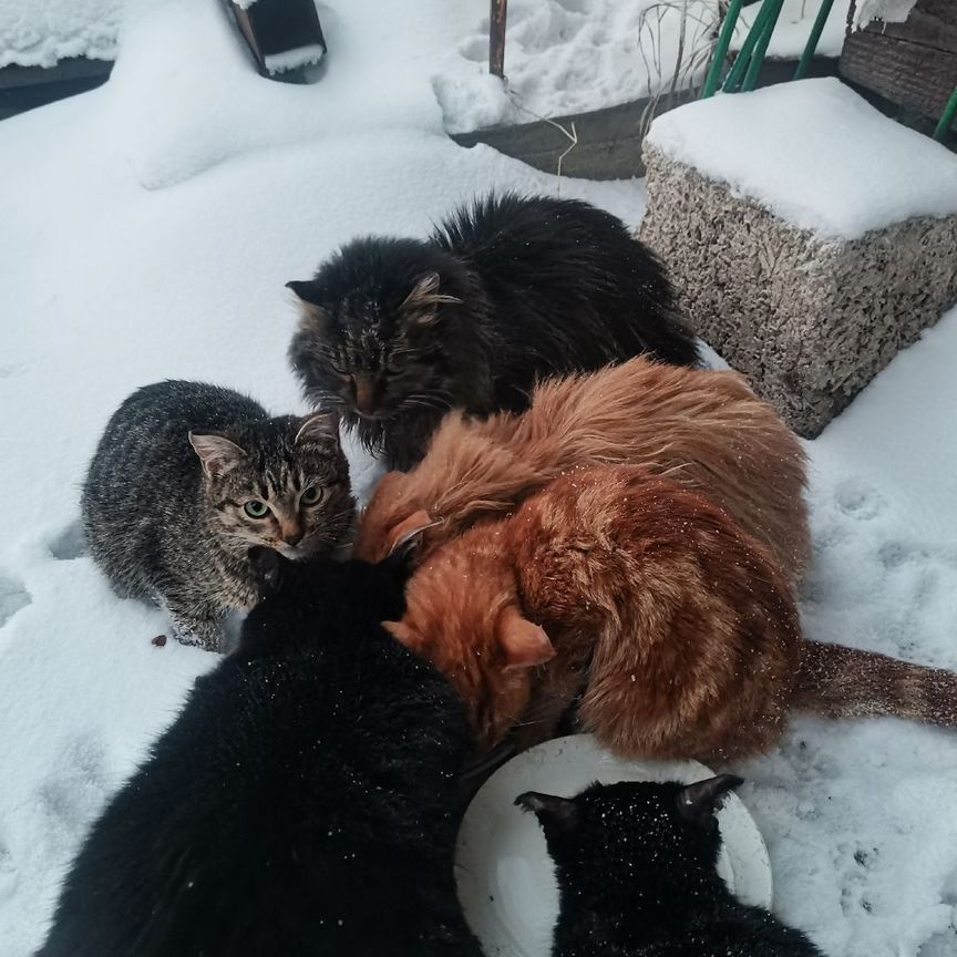 Взрослый кот в добрые руки