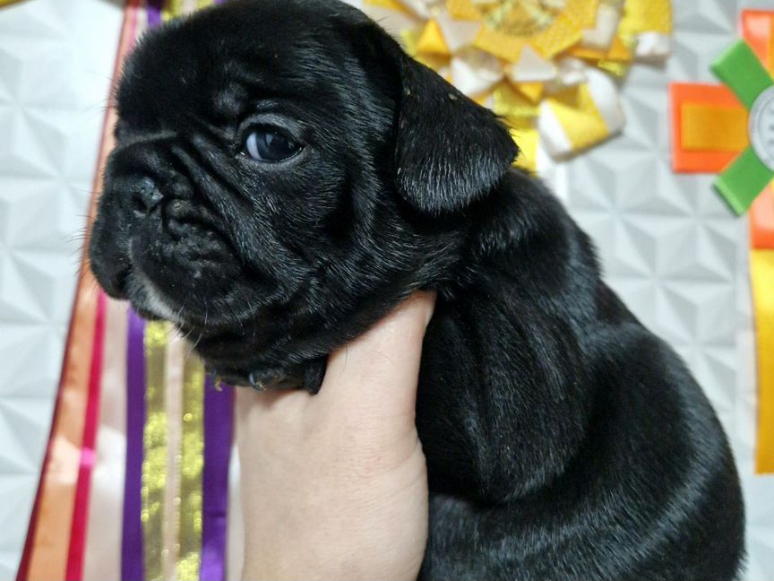 Щенки французского бульдога