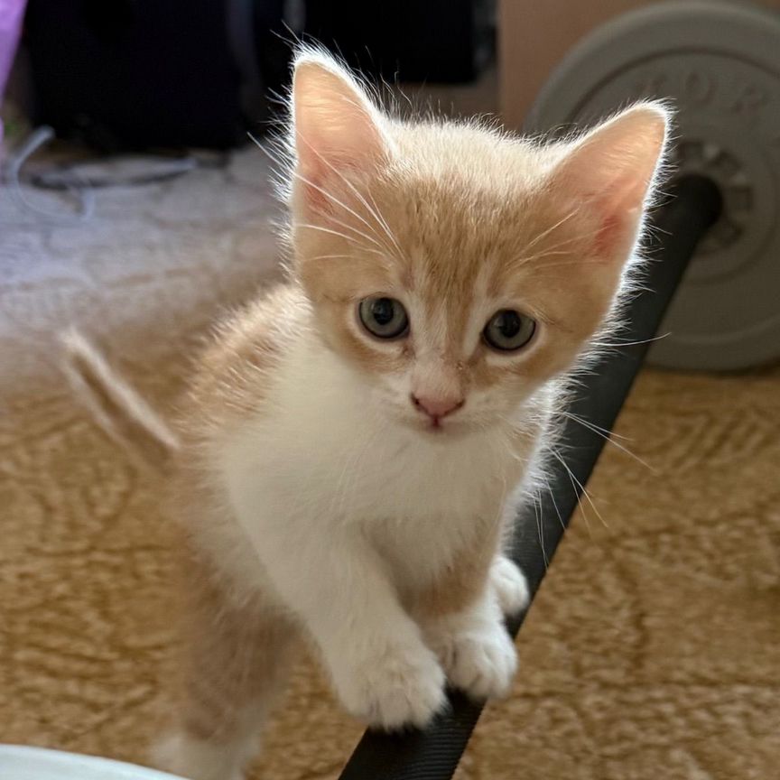 Котёнок в добрые руки