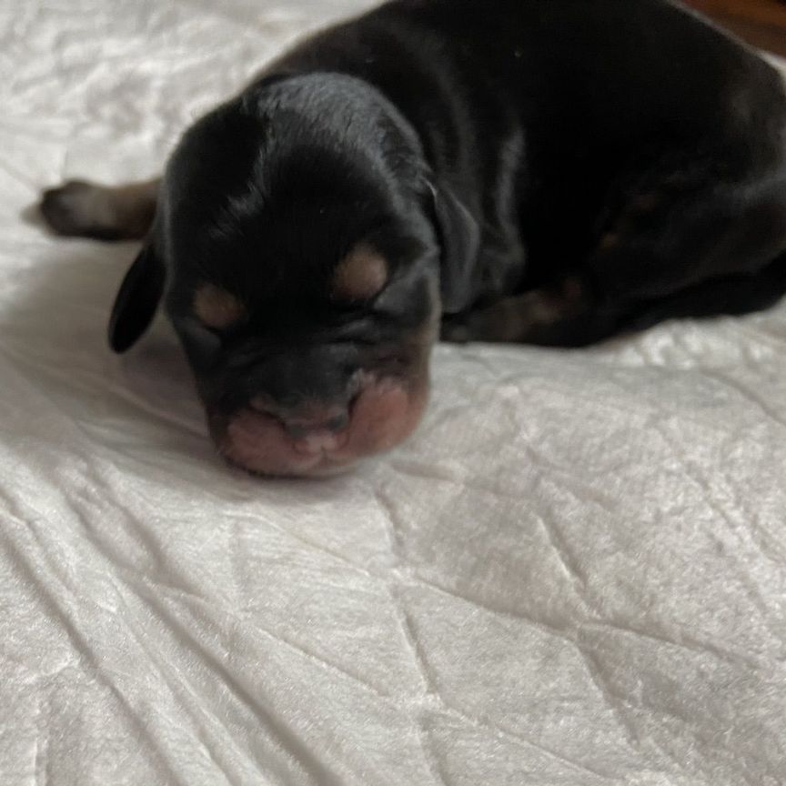 Русский той-терьер, щенок