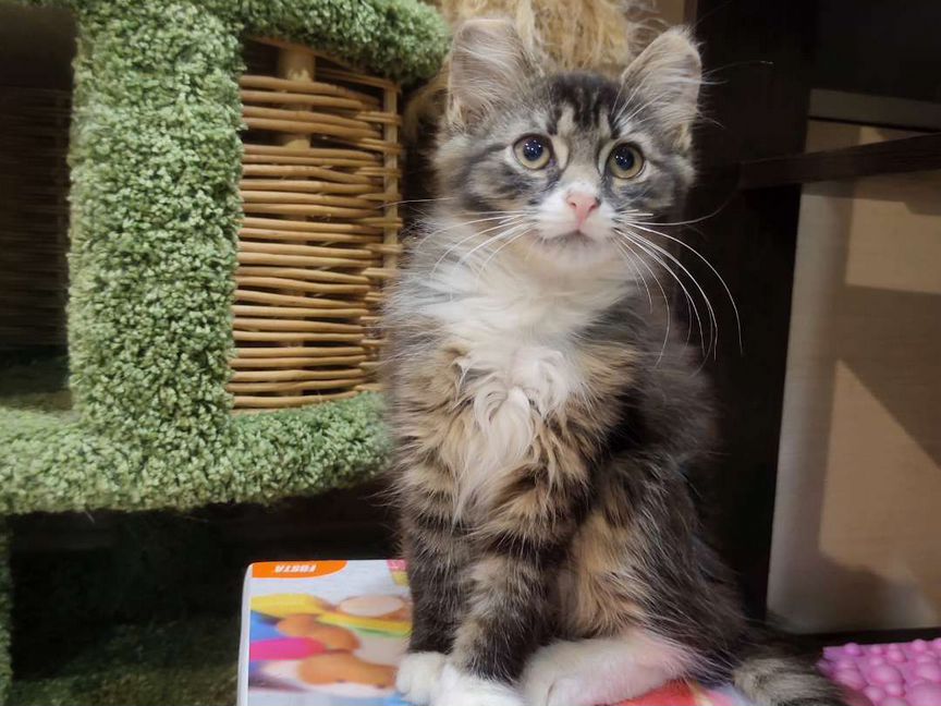 Котенок в добрые ручки