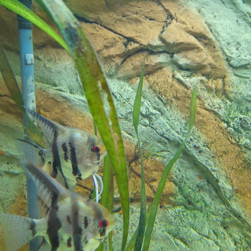 Скалярия мраморная