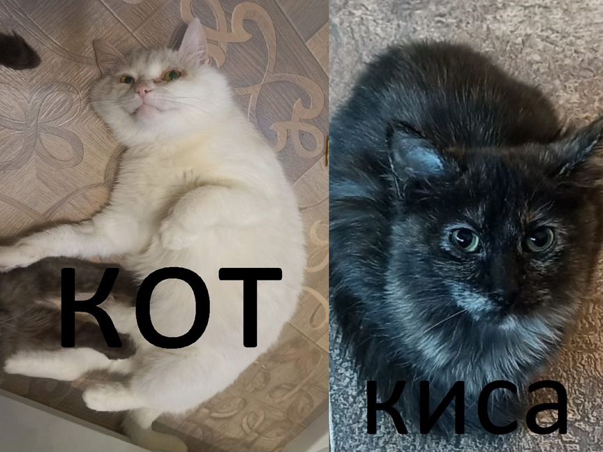 Котята в добрые руки