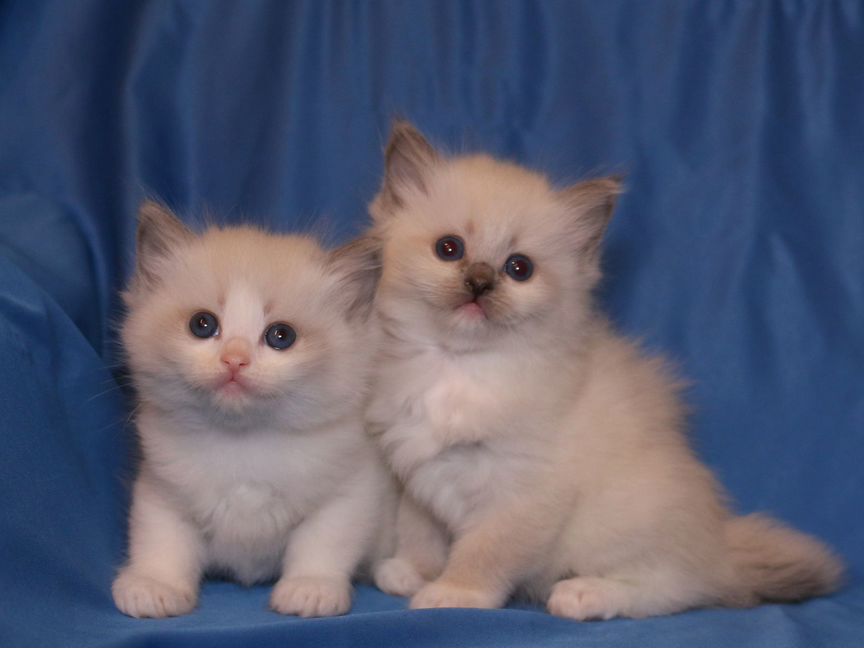 Рэгдолл котята