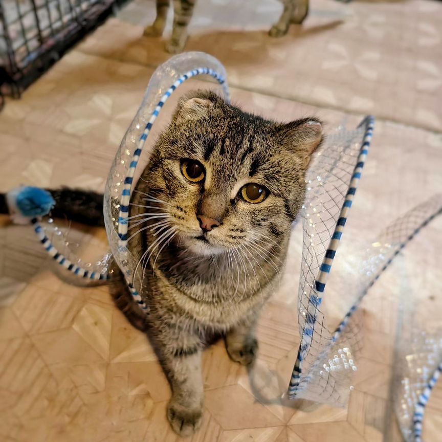 Котик лишился ушей потому что