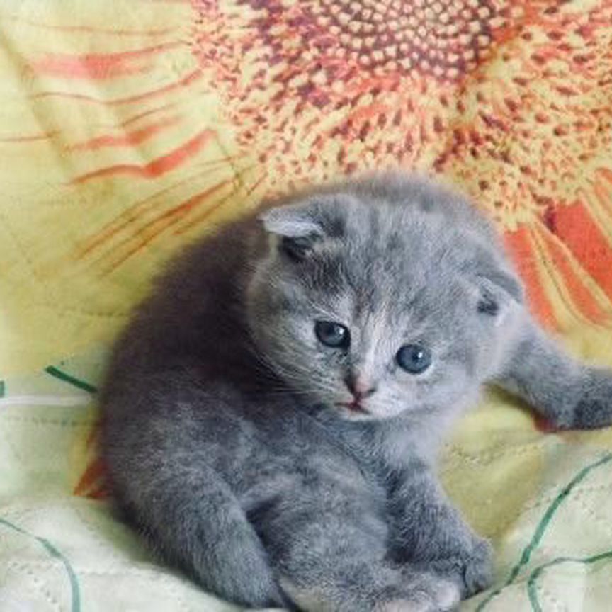 Шотландская вислоухая