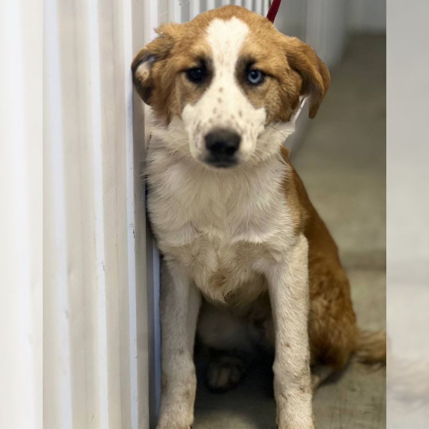 Взрослый пёс в добрые руки