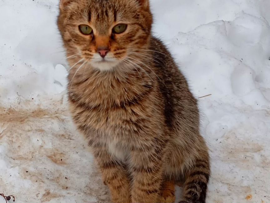 Котенок Фунтик 5 мес