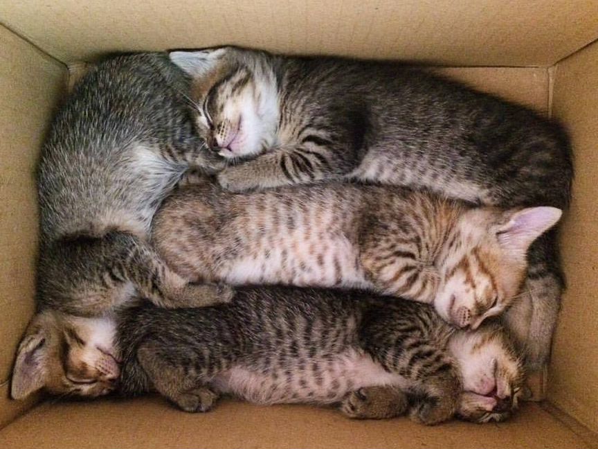 Котята в добрые руки бесплатно