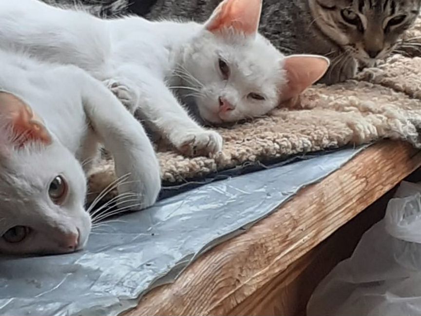 Котята в добрые руки мальчики, приучены к лотку