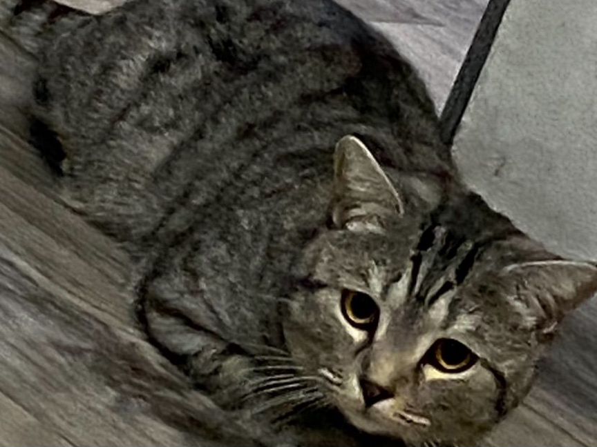 Шотладский кот