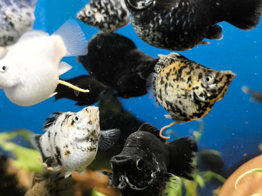 Моллинезия баллон долматинцы