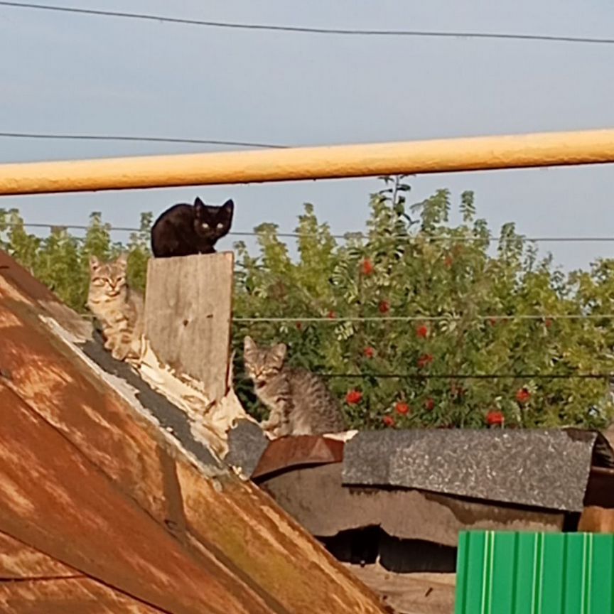 Котята в добрые руки