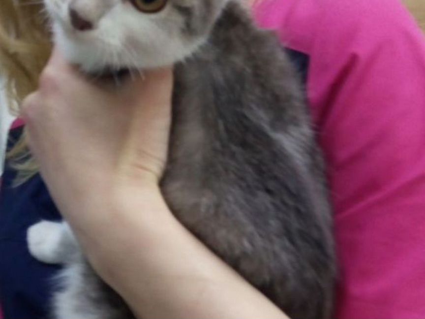 Кошечка 4месяца