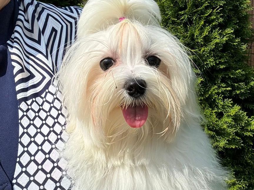 Мальтийская болонка мини кобель РКФ разведение