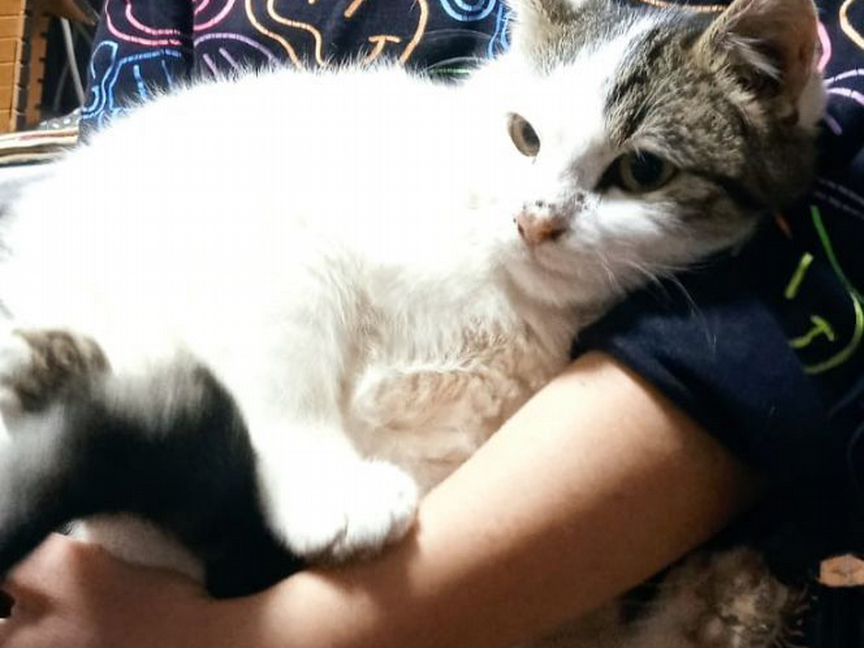 Кастрированный котик подросток