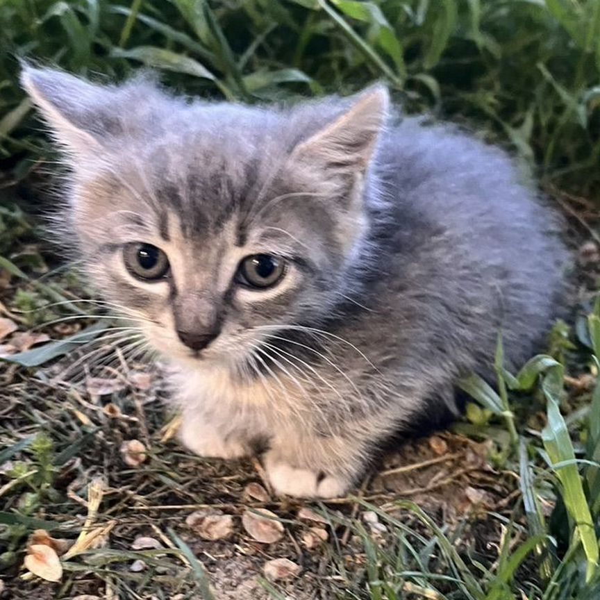 Котята в Парке (аршинцево)