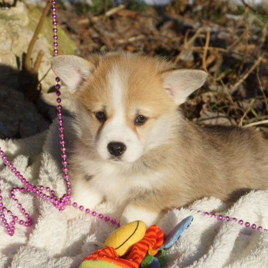 Вельш Корги Пемброк, щенок