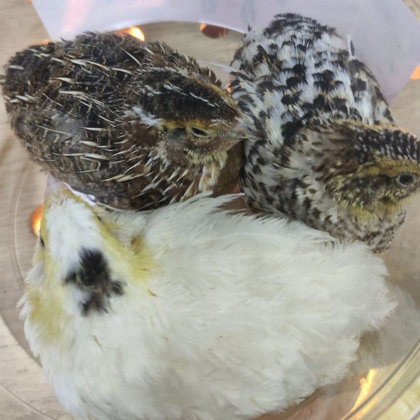 Перепела продажа