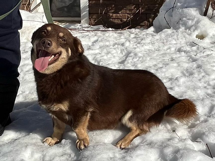 Отдам собачку коротколапика Арчи