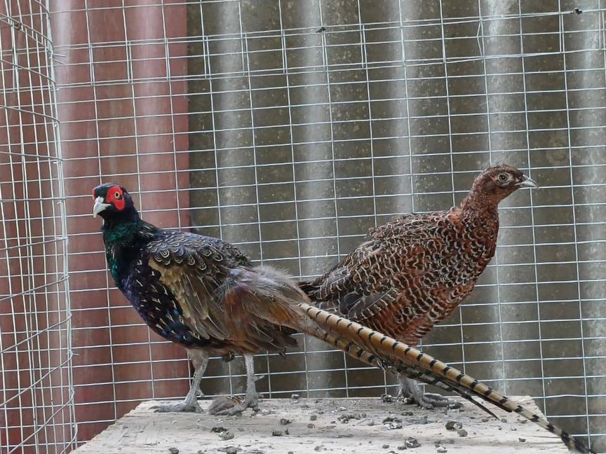 Румынский фазан