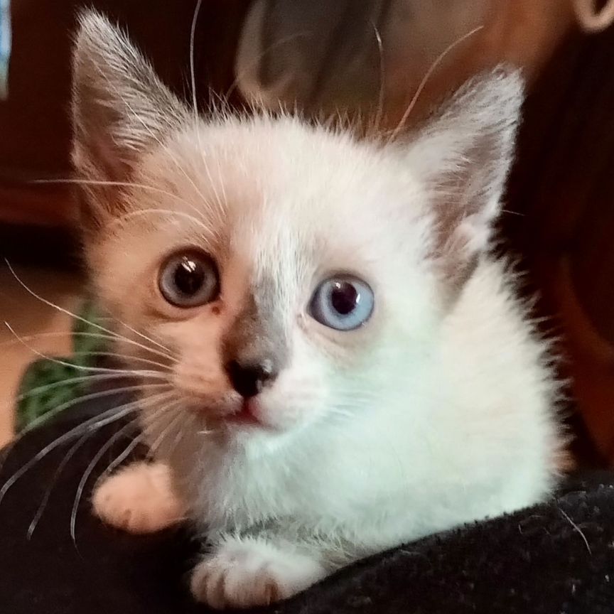 Котёнок Сноу-Шу