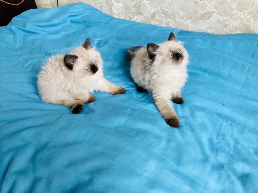 Девчули Рэгдолл